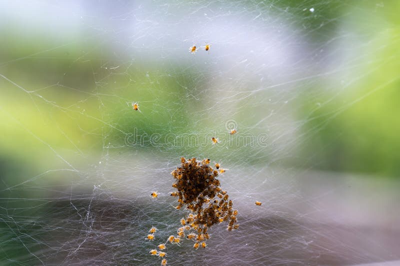 Lots of Spider Babies in the Web Stock Image - Image of insect, spiders ...