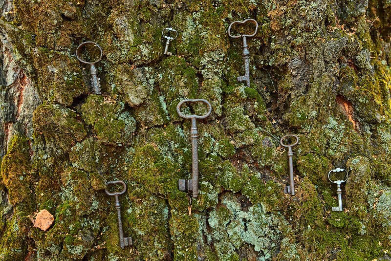 Bunch Keys Bark Tree Stock Photos - Free & Royalty-Free Stock Photos ...