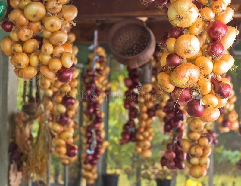 Many onions stock photo. Image of like, farmhouse, market - 11732718