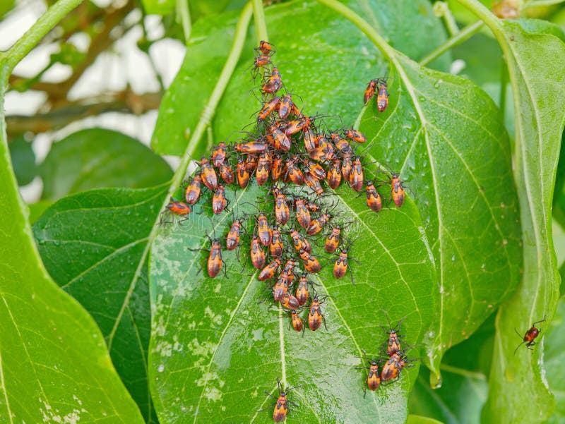 Many Orange Black Leaf-footed Bugs on the Plants - Pest in Garden Stock ...