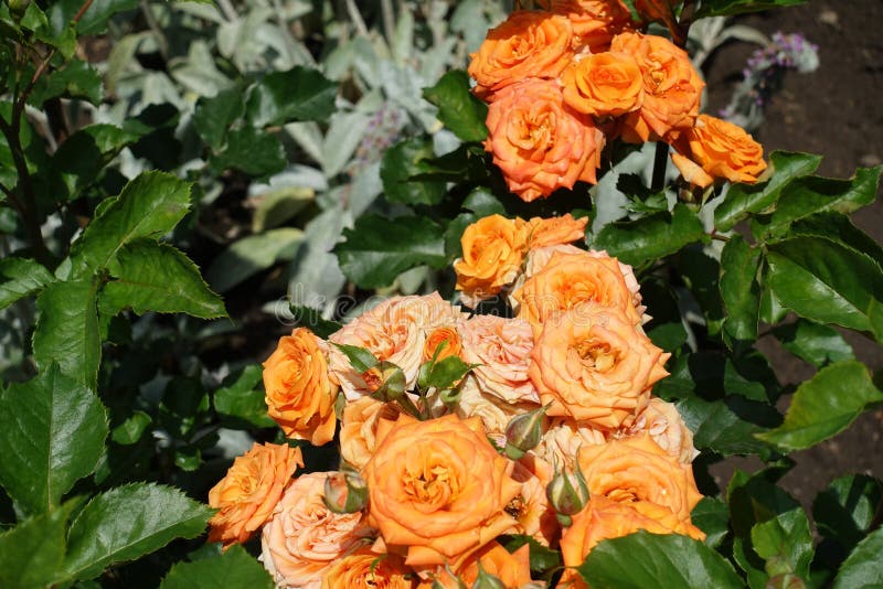 Many Orange Flowers of Rose in June Stock Image - Image of leaf, branch ...