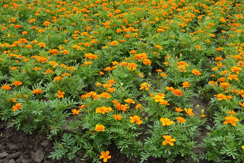 Many Orange Flowers of Tagetes Patula in June Stock Photo - Image of ...