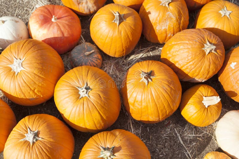 Many Orange Pumpkins and Hay in Rustic Fall Settin Stock Image - Image ...