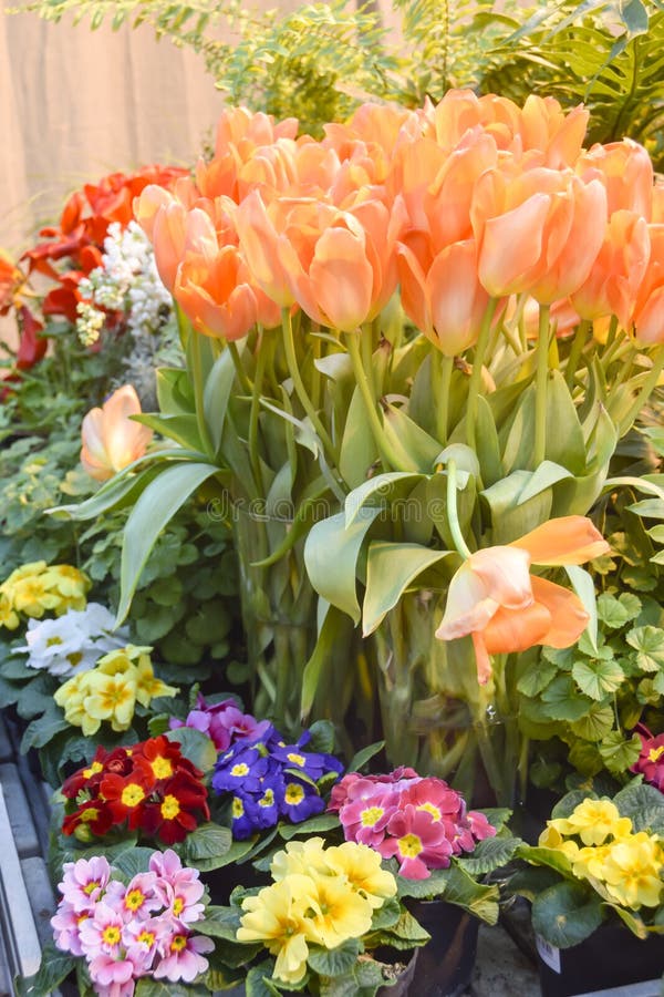 Many Orange Tulip Flowers Side by Side Together in Spring Stock Photo ...