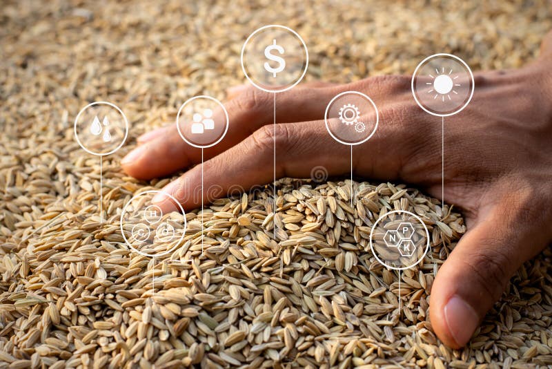 Many Paddy Seeds and Hands of Agricultural Men while Having Icon ...