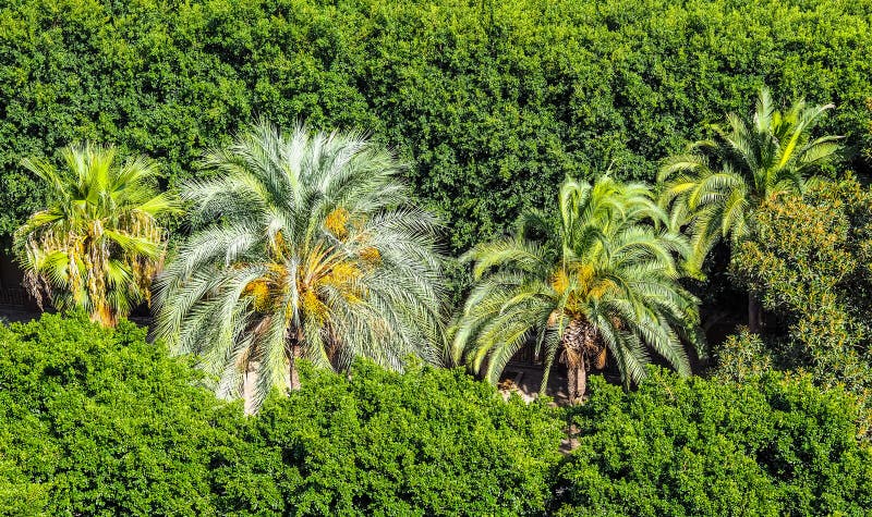 Palm tree in a park (hdr) stock photo. Image of vibrant - 102814294