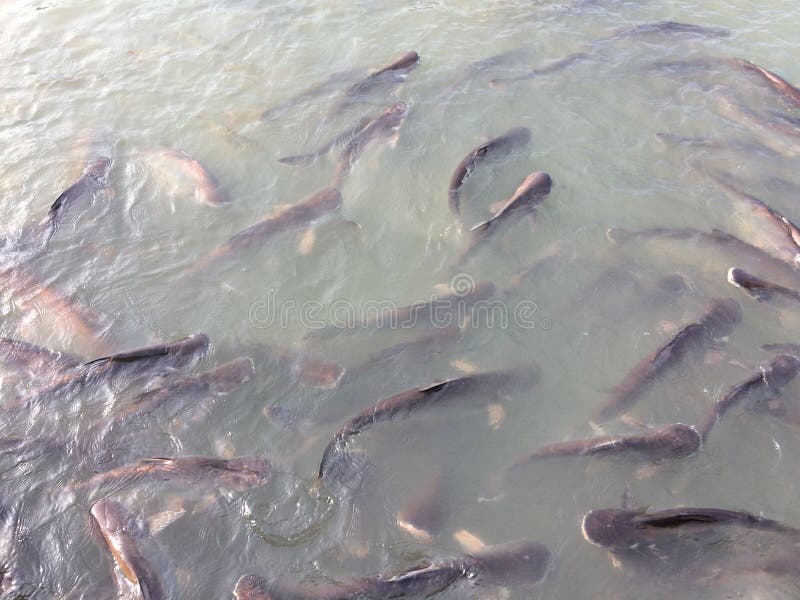 Many Pangasius Fish in the River. Stock Image - Image of nature ...