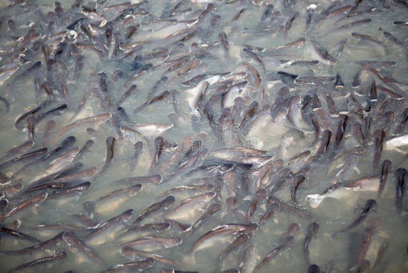 445 Pangasius Farm Stock Photos - Free & Royalty-Free Stock Photos from ...