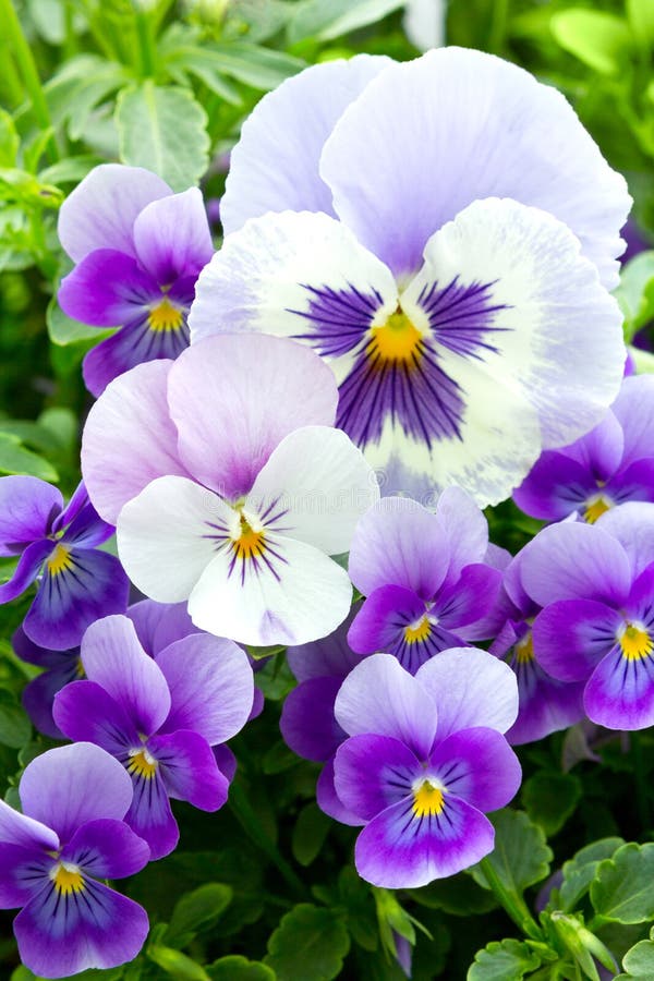 Pansy flowers stock image. Image of many, pansy, environment - 2233651