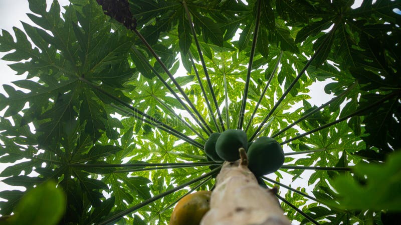 Many Papaya Fruit on the Papaya Tree Stock Image - Image of natural ...