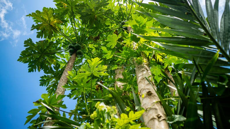 Many Papaya Fruit on the Papaya Tree Stock Photo - Image of beautiful ...