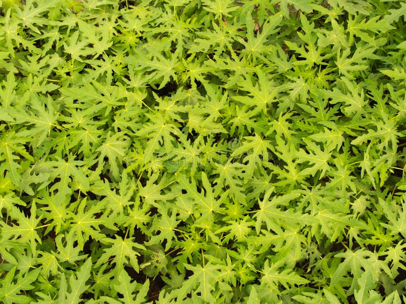 Many Papaya stock photo. Image of isolated, nature, asia - 79730148