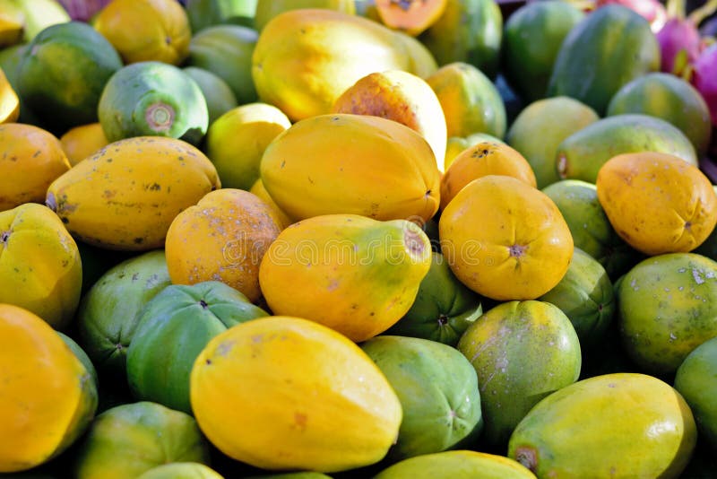 Many papayas stock image. Image of local, natural, economy - 26454127