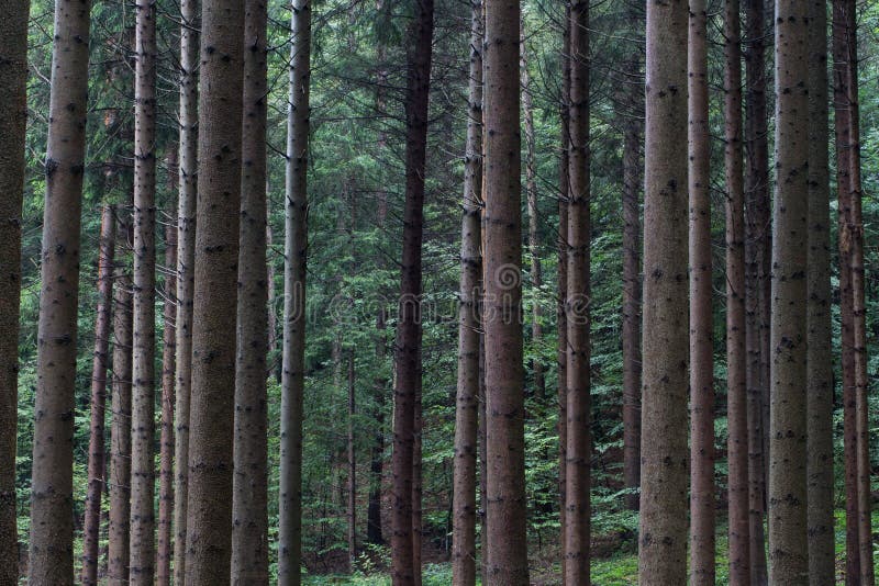 Many Parallel Tree Stems in a Green Forest Stock Image - Image of ...