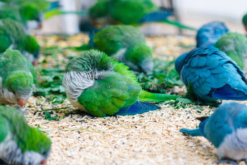 Many parrots eat stock photo. Image of colorful, green - 77559638