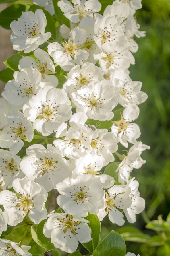 Many Pear Flowers on One Branch. Flowering of the Pear Tree in Spring ...