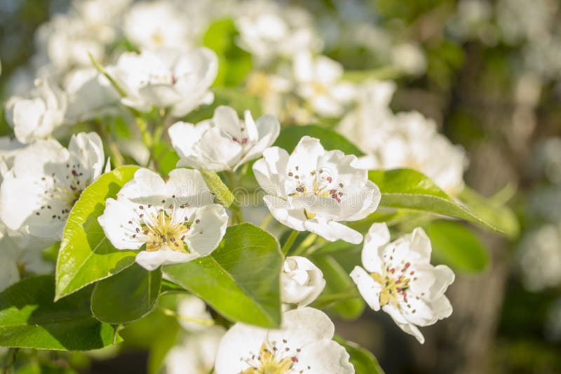 Many Pear Flowers on One Branch. Flowering of the Pear Tree in Spring ...