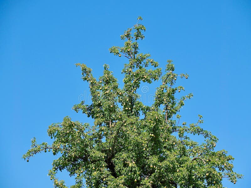 Pear Tree Full of Fruits in Summer Stock Photo - Image of fall ...