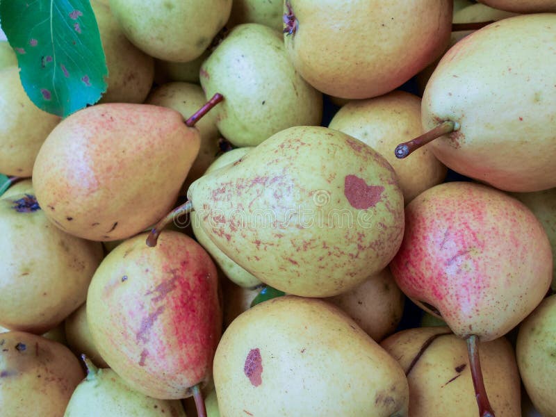 Pear Texture: Lots of Pears Collected in a Bowl Stock Photo - Image of ...