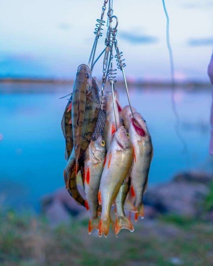 Caught Perch in Fish Stringer in Clear Water Floats Over the Rocks at ...