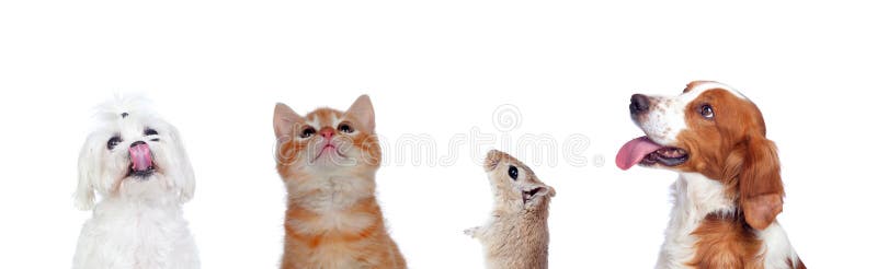 Many pets stock photo. Image of colorful, poodle, background - 87694876