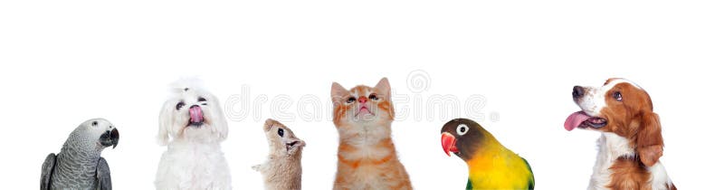 Many pets stock photo. Image of colorful, poodle, background - 87694876