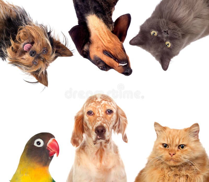 Many pets stock photo. Image of colorful, poodle, background - 87694876