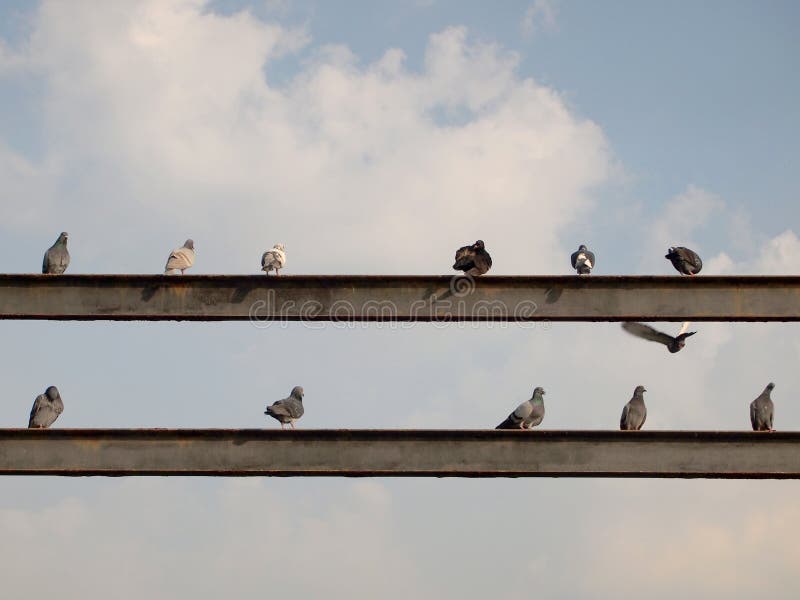 Many pigeon stock photo. Image of feathered, dove, fodder - 166436708