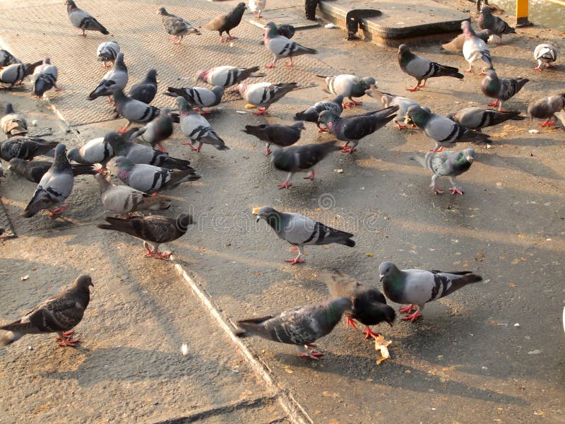 Many pigeon stock image. Image of dove, outside, creature - 166436715