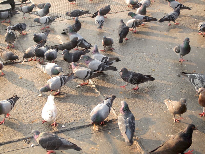 Many pigeon stock photo. Image of macro, chick, peck - 166439938