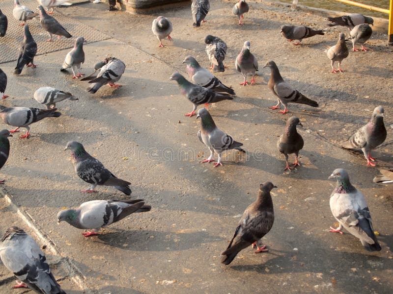 Many pigeon stock image. Image of iron, gray, chick - 176848365