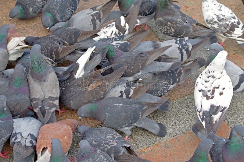 Pigeons Fight Over for Food Stock Photo - Image of city, avian: 107319614
