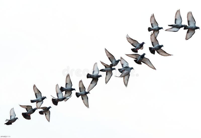 Many Pigeons Fly in Formation Against a Bright Sky. Birds Display ...
