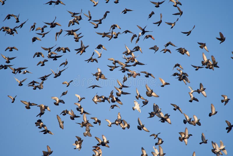 A Swarm of Pigeons Eating Grasses and Food on the Green Grass Fields ...