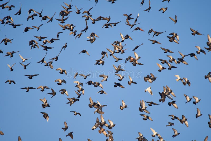 Many pigeons flying stock image. Image of school, beautiful - 169855091