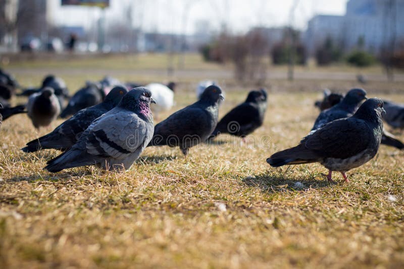 Many pigeons in the meadow stock photo. Image of birds - 142057500