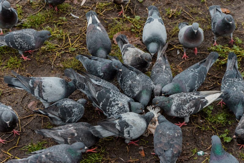 Pigeons Pecking Grain. Doves Stock Photo - Image of feed, birds: 51732868