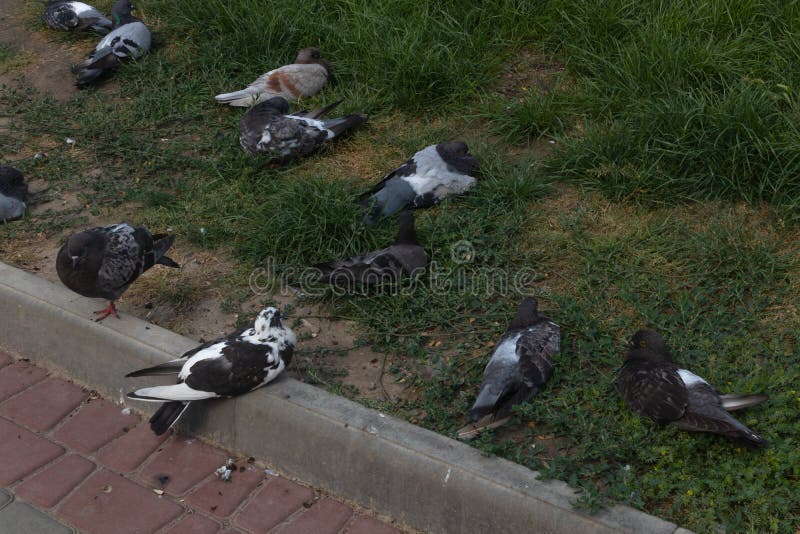 Many Pigeons Rest on the Ground and on the Curb Stock Photo - Image of ...