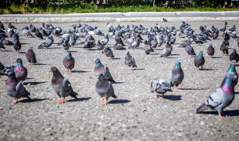 Many pigeons on the street stock photo. Image of beauty - 112619164