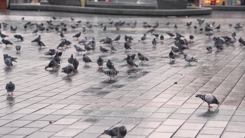 Many Pigeons Walk on the Pavement in One of the Squares in Istanbul ...