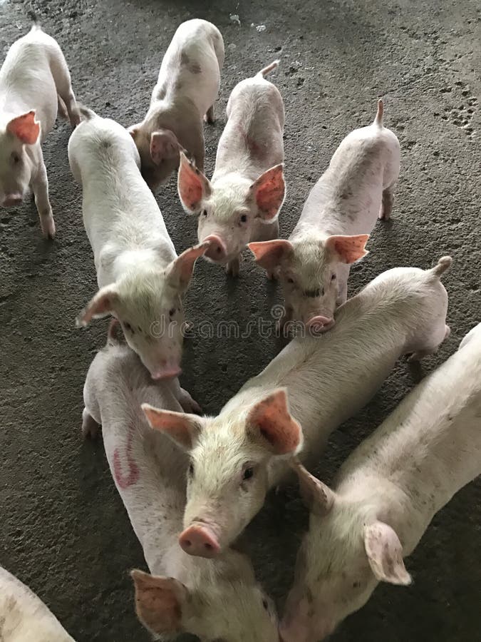Pig stock photo. Image of barn, farming, small, pork - 100821476