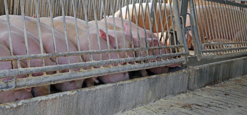 Two Pigs in the Sty of the Breeder Farm Stock Photo - Image of animal ...