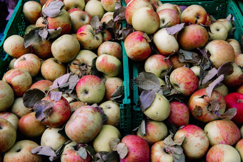 Many Piles of Apple in the Boxes Located in the Market, the Fresh ...