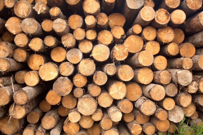 Many Pine Logs Stacked Closeup Front View Stock Image - Image of view ...
