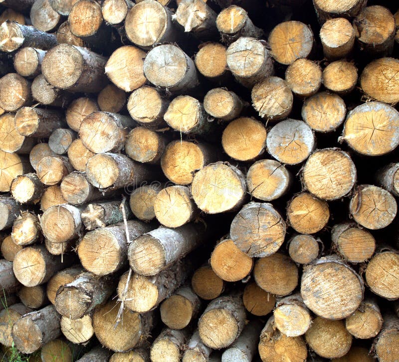Many Pine Logs Stacked Closeup Front View Stock Image - Image of logs ...