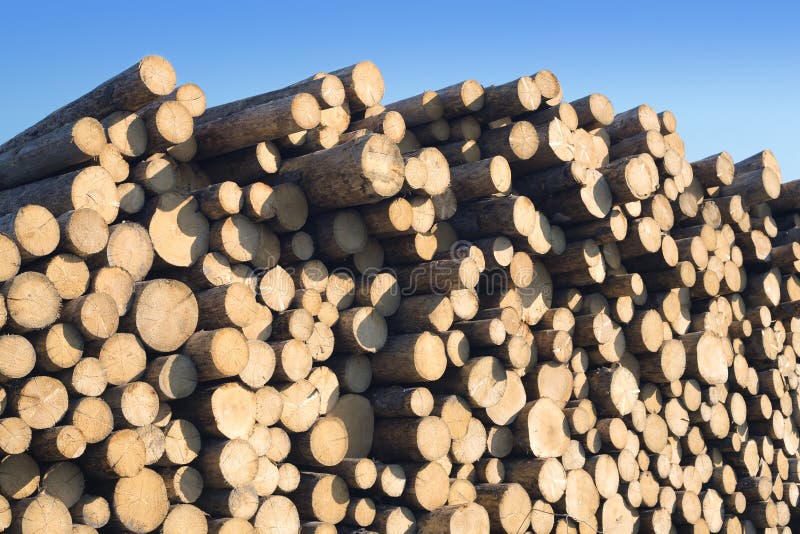 Many Pine Logs Stacked Closeup Front View Stock Image - Image of clear ...