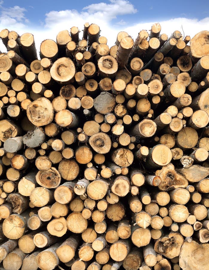 Many Pine Logs Stacked Closeup Front View Stock Image - Image of pile ...