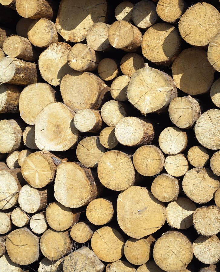 Many Pine Logs Stacked Closeup Front View Stock Image - Image of pile ...