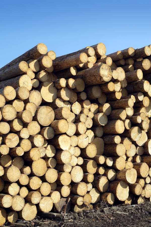 Many Stacked Pine Logs Side View Stock Photo - Image of blue, pile ...