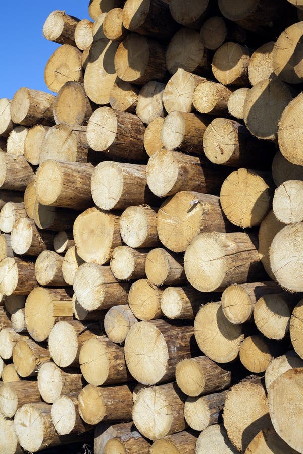 Round Stacked Sawed Pine Logs in a Pile Closeup Stock Image - Image of ...